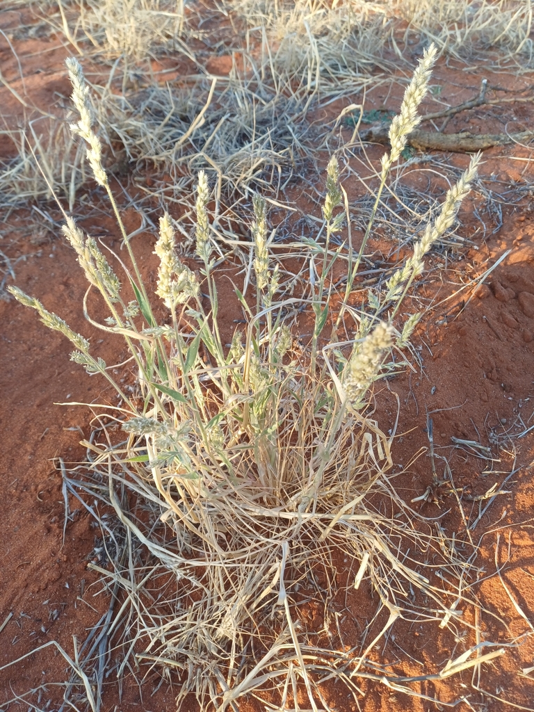 Kalahari Sour Grass from Aminius, NA-OH, NA on May 5, 2024 at 07:57 AM ...