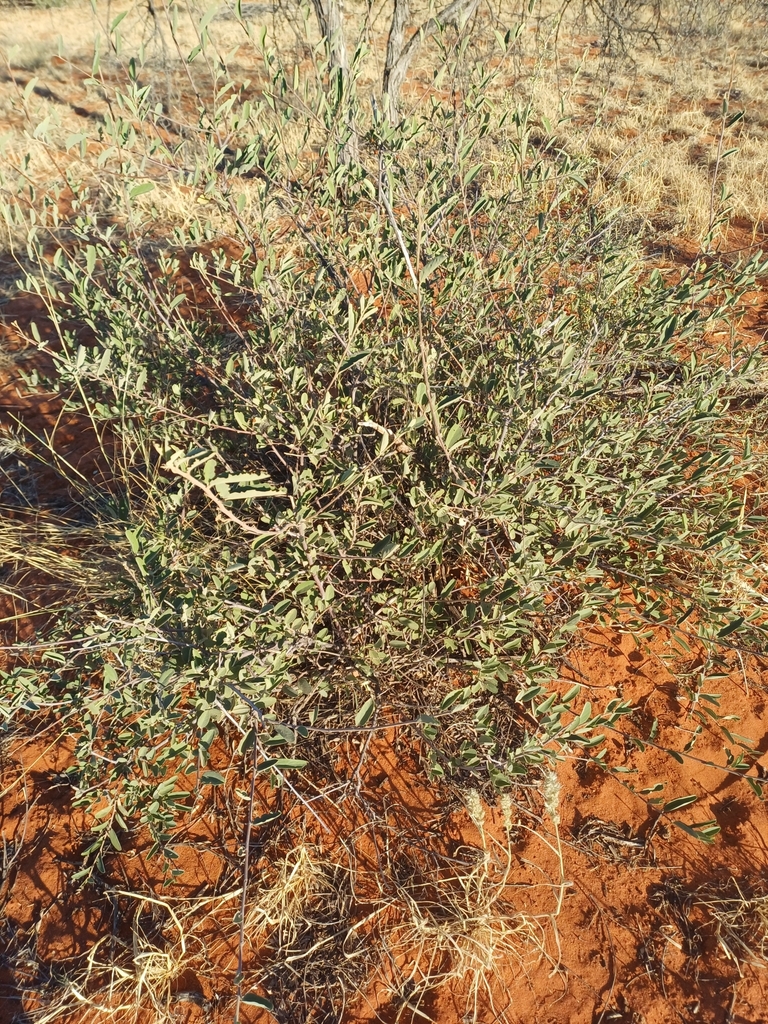 Velvet Raisin from Omaheke Region, Namibia on May 5, 2024 at 08:08 AM ...