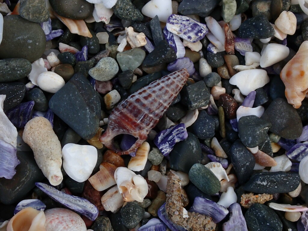 Cerithium coralium from Woolgoolga NSW 2456, Australia on May 5, 2024 ...
