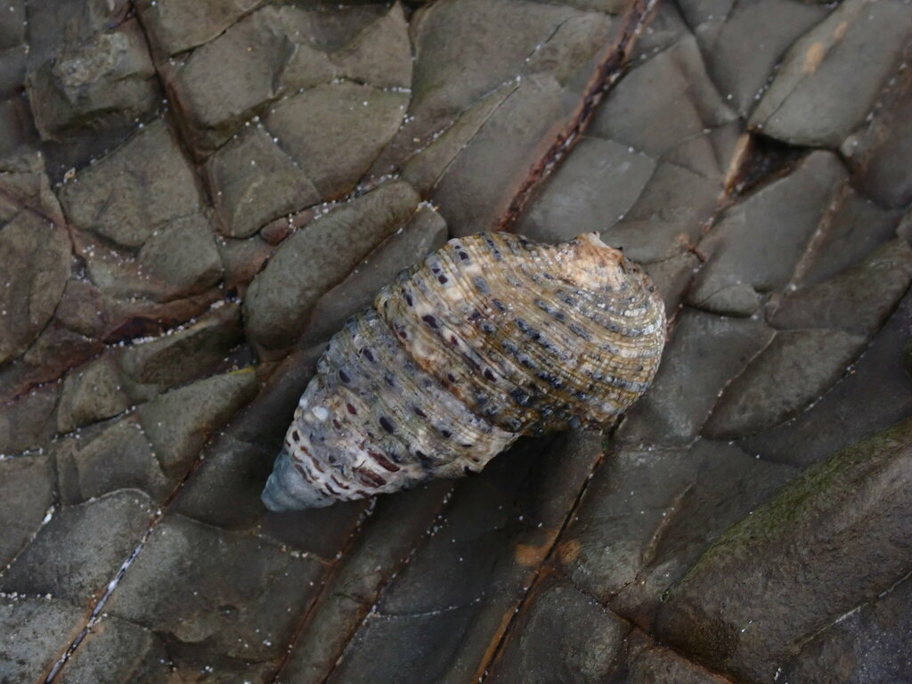 Clypeomorus petrosa from Woolgoolga NSW 2456, Australia on May 5, 2024 ...