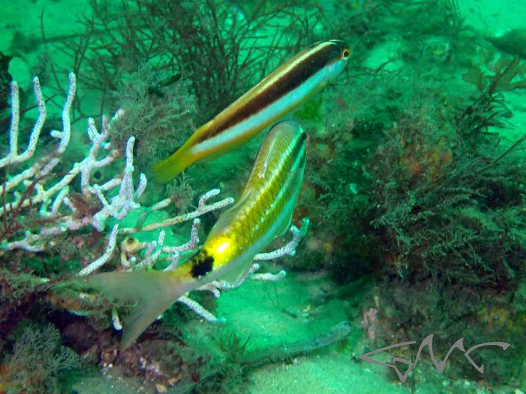 Blacksaddle Goatfish from Fly Point Dive on April 28, 2024 at 11:54 AM ...