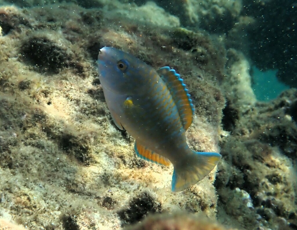 Bluebarred Parrotfish from Queensland, Australia on May 1, 2024 at 11: ...