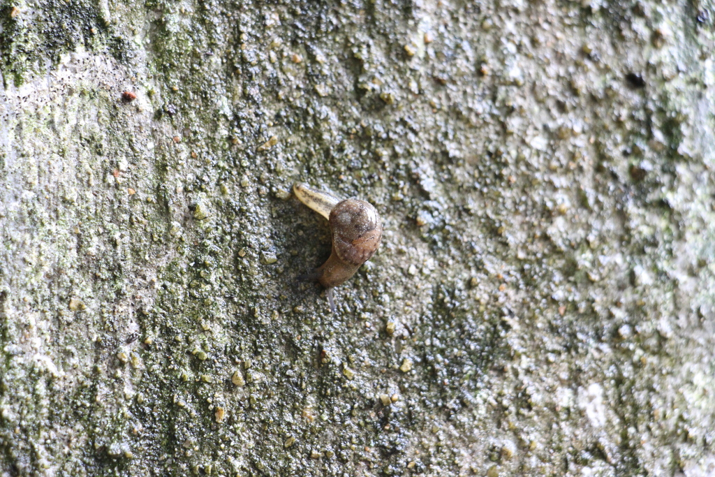 Arboreal Snail in May 2024 by 鍾兆鋒 · iNaturalist