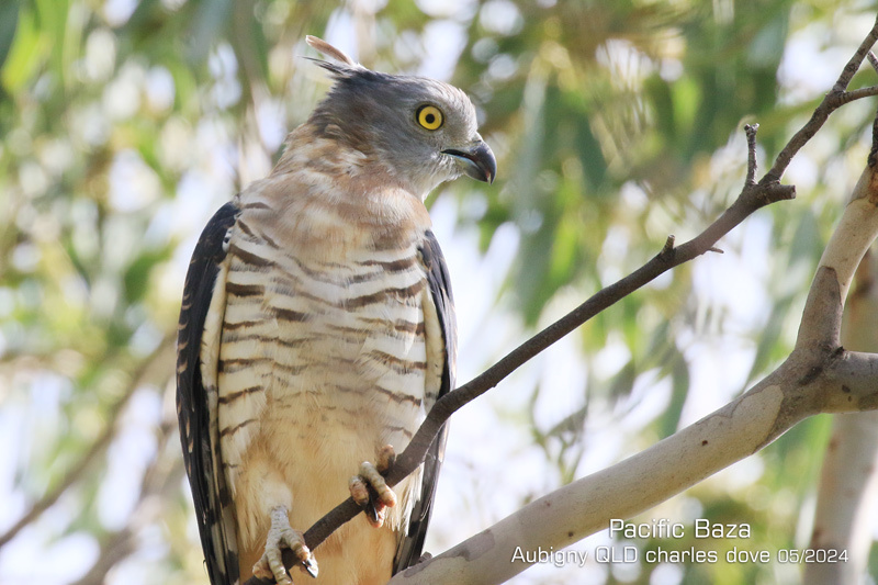 Pacific Baza from Aubigny QLD 4401, Australia on April 1, 2024 at 04:49 ...