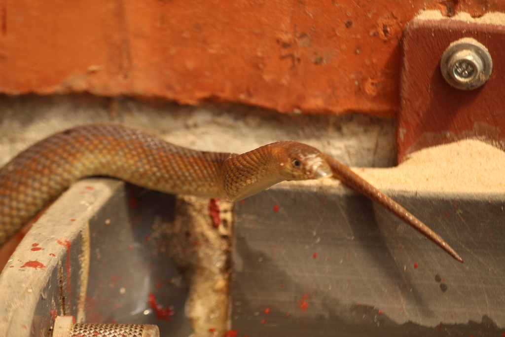 African Hook-nosed Snake from Maluku, République démocratique du Congo ...