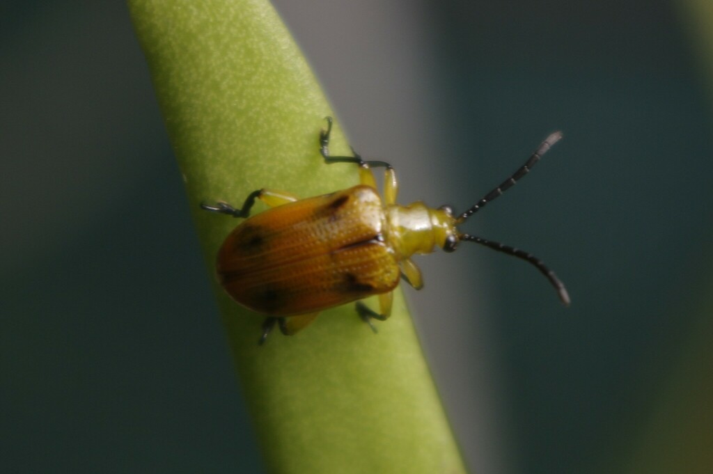Dendrobium Beetle from Maryborough QLD 4650, Australia on May 5, 2024 ...