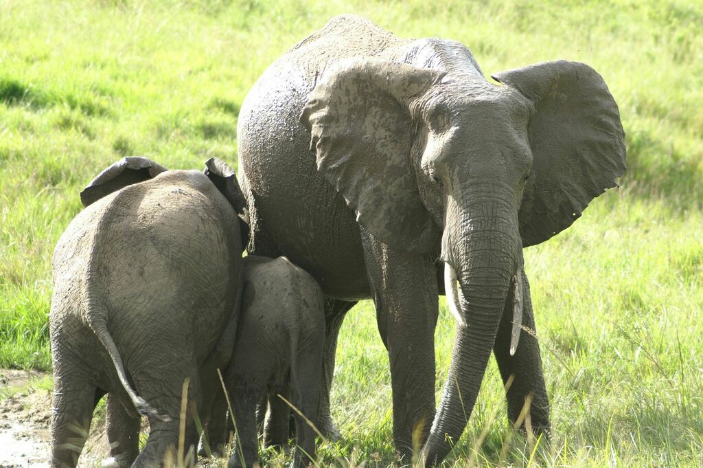 Savanna Elephant in December 2004 by rogstanden · iNaturalist