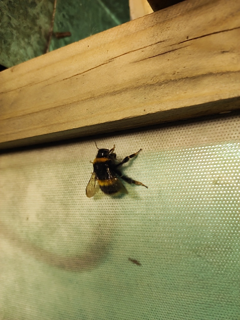 Bombus from Фрунзенский р-н, Владимир, Владимирская обл., Россия on ...
