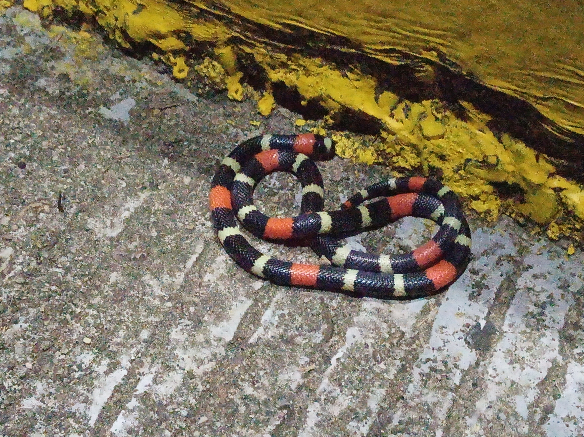 South American Coral Snakes