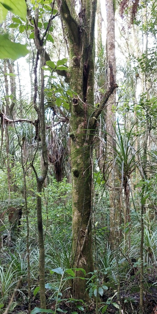 Swamp maire from Upper Vogeltown, New Plymouth, New Zealand on April 28 ...