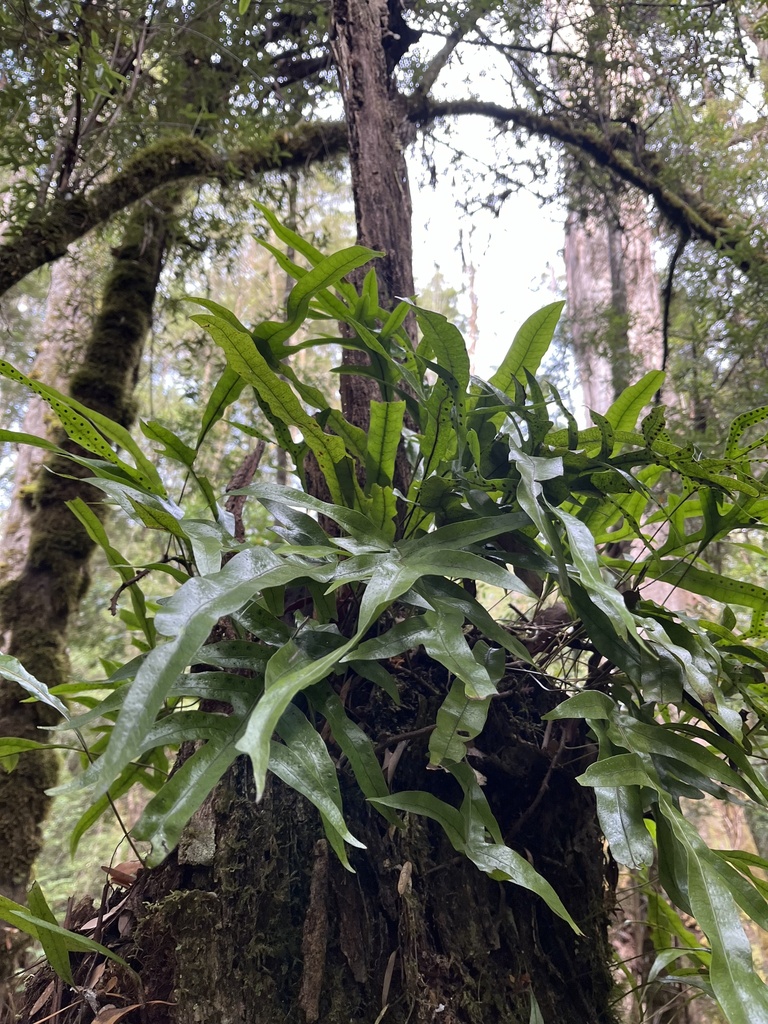 Kangaroo Fern from Tasmania, Castle Forbes Bay, TAS, AU on May 5, 2024 ...
