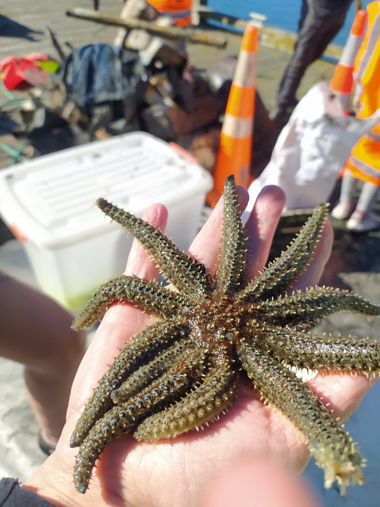 Eleven-armed Sea Star from Hataitai, Wellington 6021, New Zealand on ...