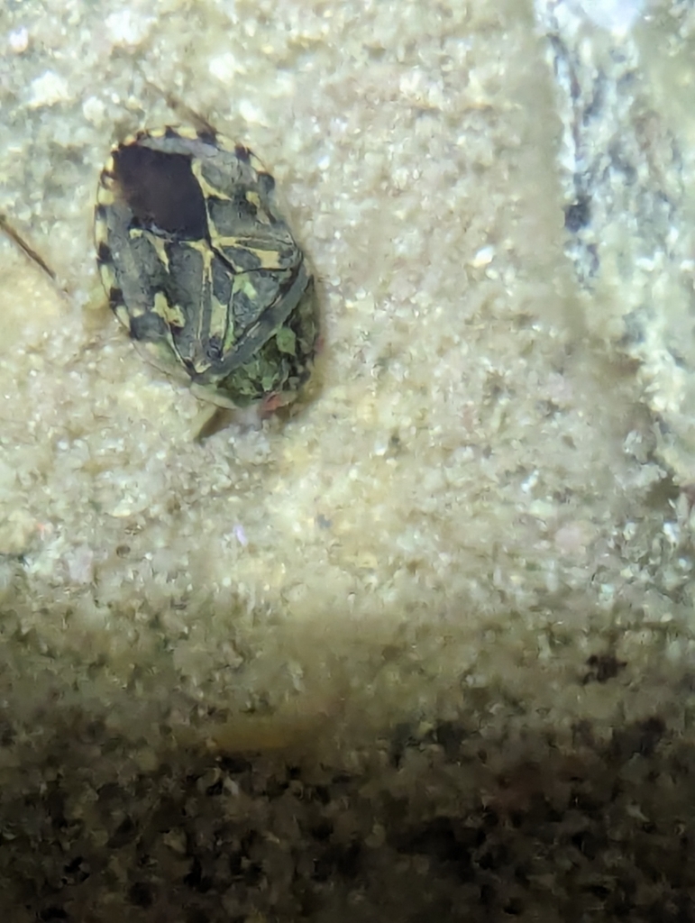 Ambrysus occidentalis from Borrego Springs, CA 92004, USA on April 26 ...