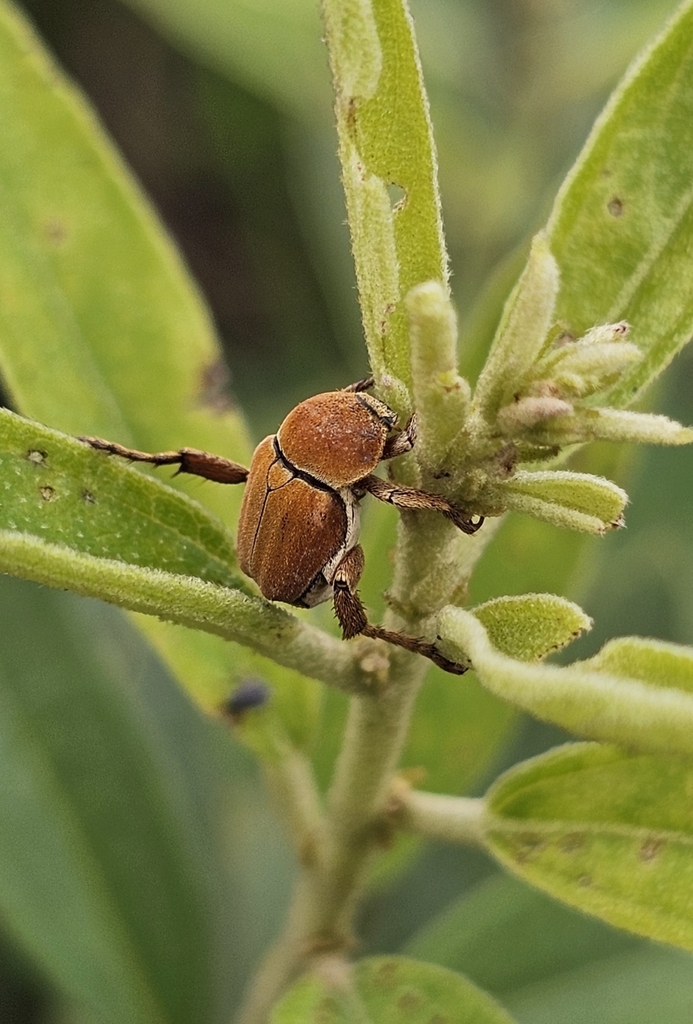 Dichelomorpha ochracea in May 2024 by kcss · iNaturalist