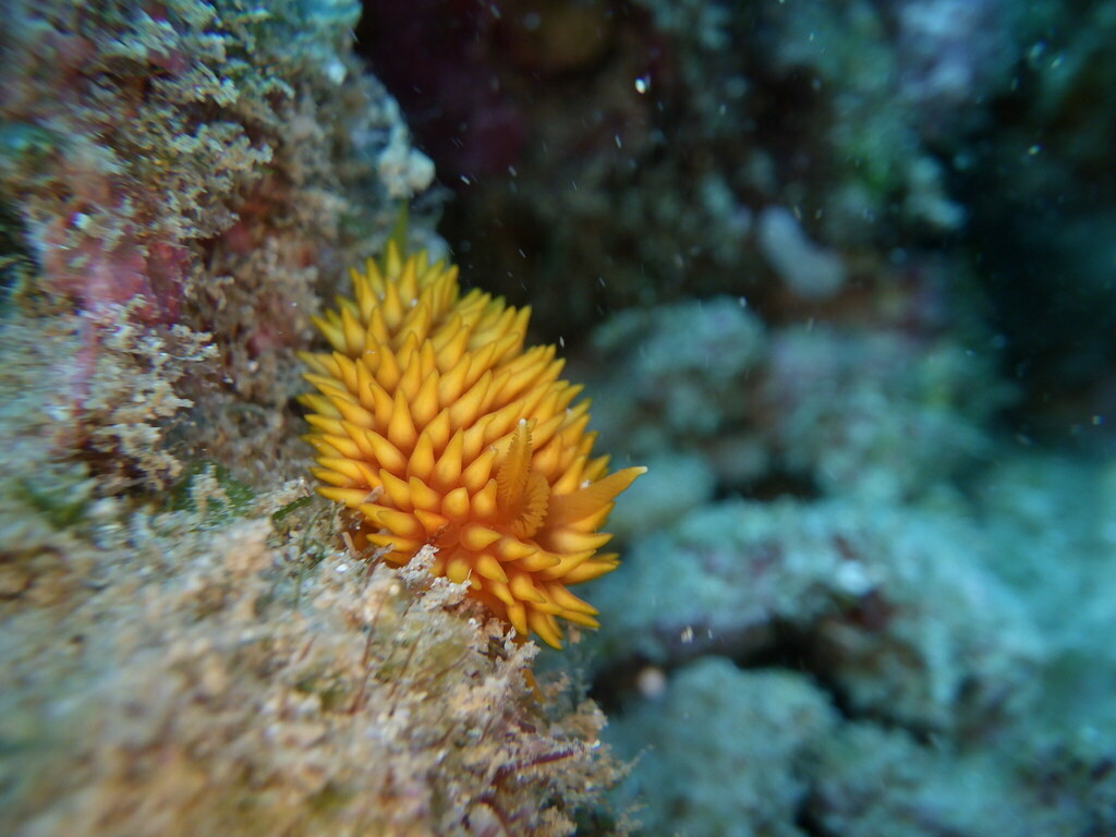 Janolus from Exmouth, WA, Australia on April 29, 2024 at 12:27 PM by ...