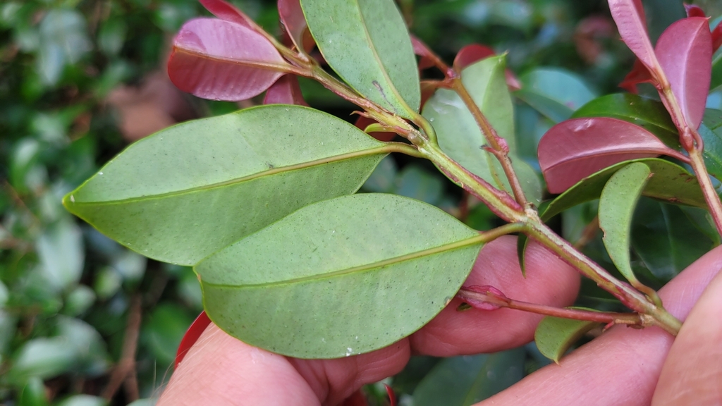 scrub cherry (Syzygium australe) - Botanical Realm