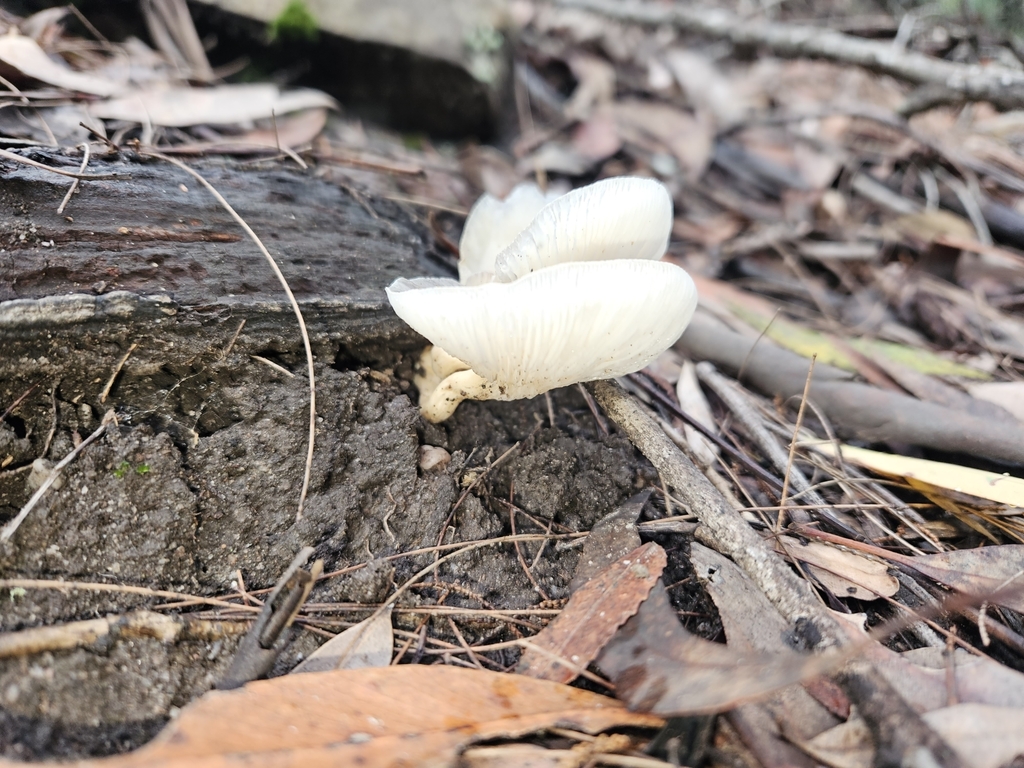 ghost fungus from Marlow NSW 2775, Australia on May 5, 2024 at 02:41 PM ...