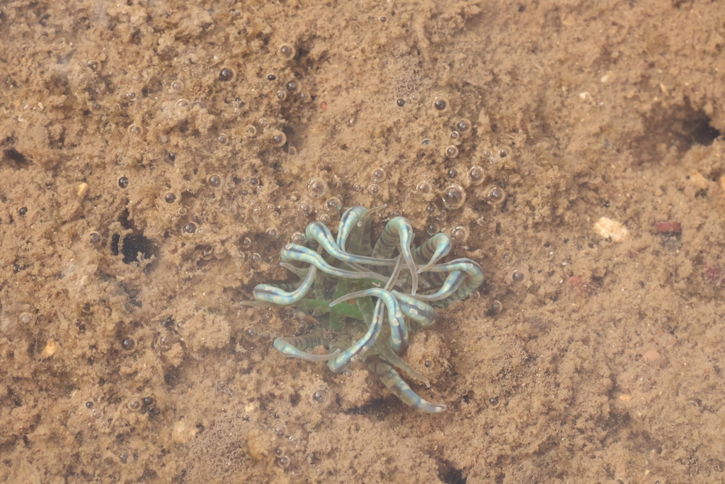 Edwardsianthus from Brisbane QLD, Australia on May 5, 2024 at 01:56 PM ...