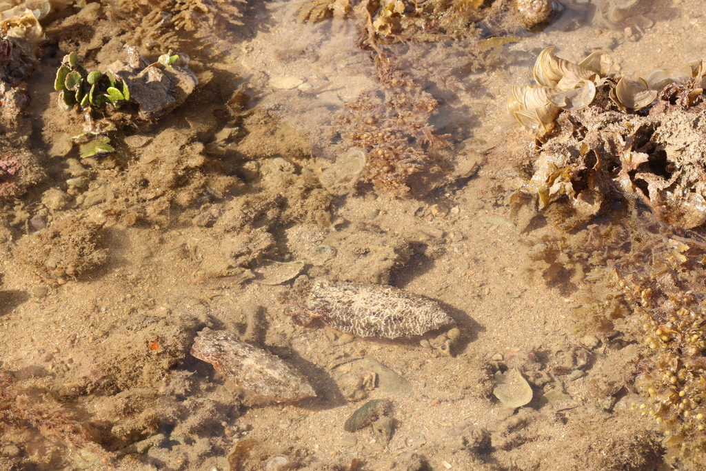 Mourning Cuttlefish from Brisbane QLD, Australia on May 5, 2024 at 02: ...