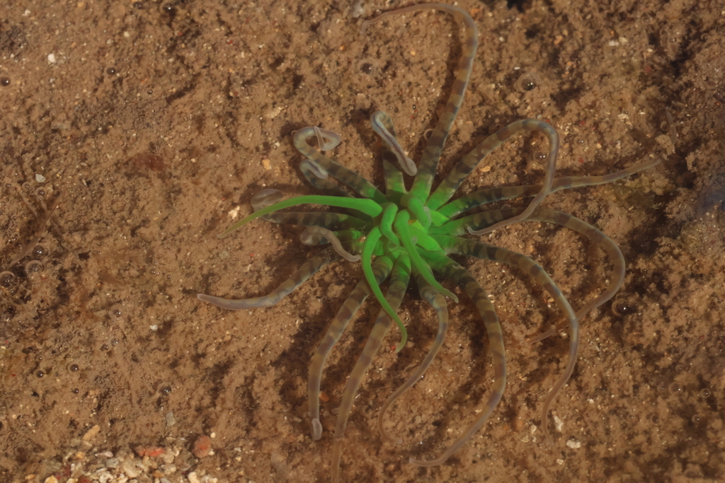 Edwardsianthus from Brisbane QLD, Australia on May 5, 2024 at 02:54 PM ...