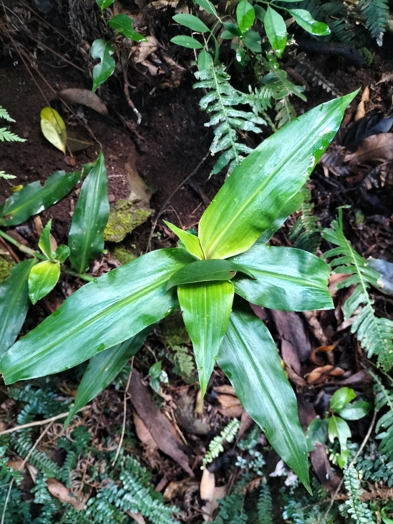 pollia from Mount Mitchell on May 5, 2024 at 03:34 PM by Liz Snow ...
