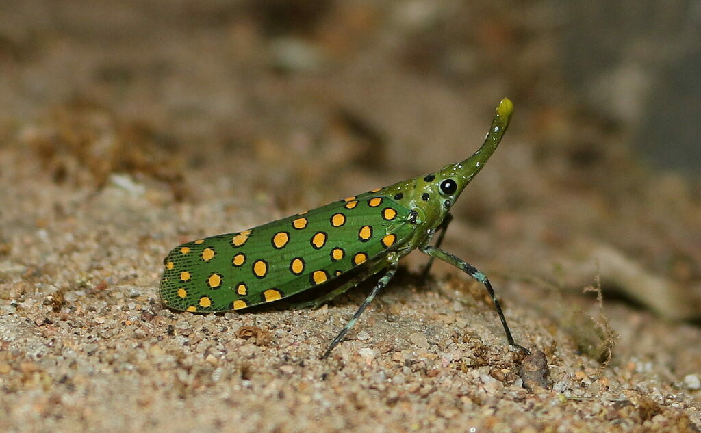 Saiva nodata from Kodagu, Karnataka, India on April 4, 2024 at 12:41 AM ...