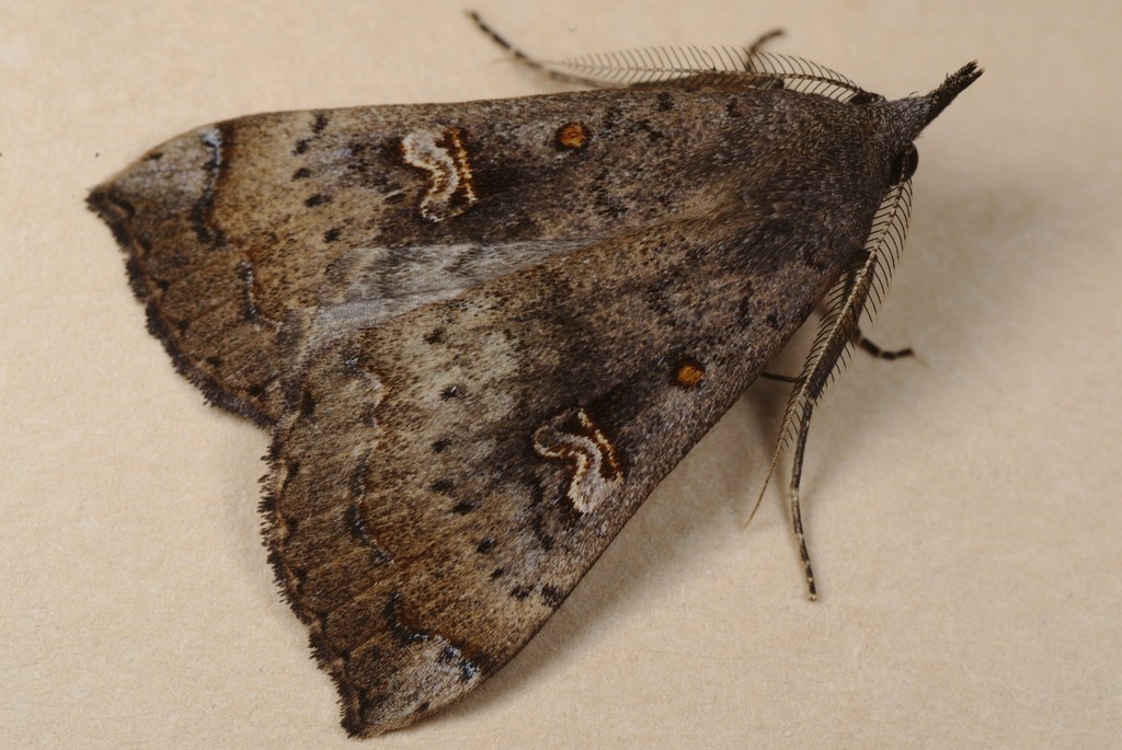 Slender owlet moth (Macro-Moths of New Zealand's North Island ...