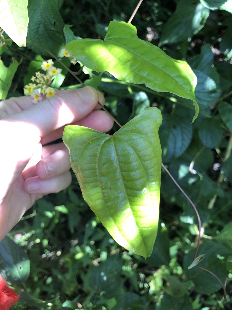 Common Yam Vine from Esk, AU-QL, AU on April 27, 2024 at 10:01 AM by ellenmarywalker · iNaturalist