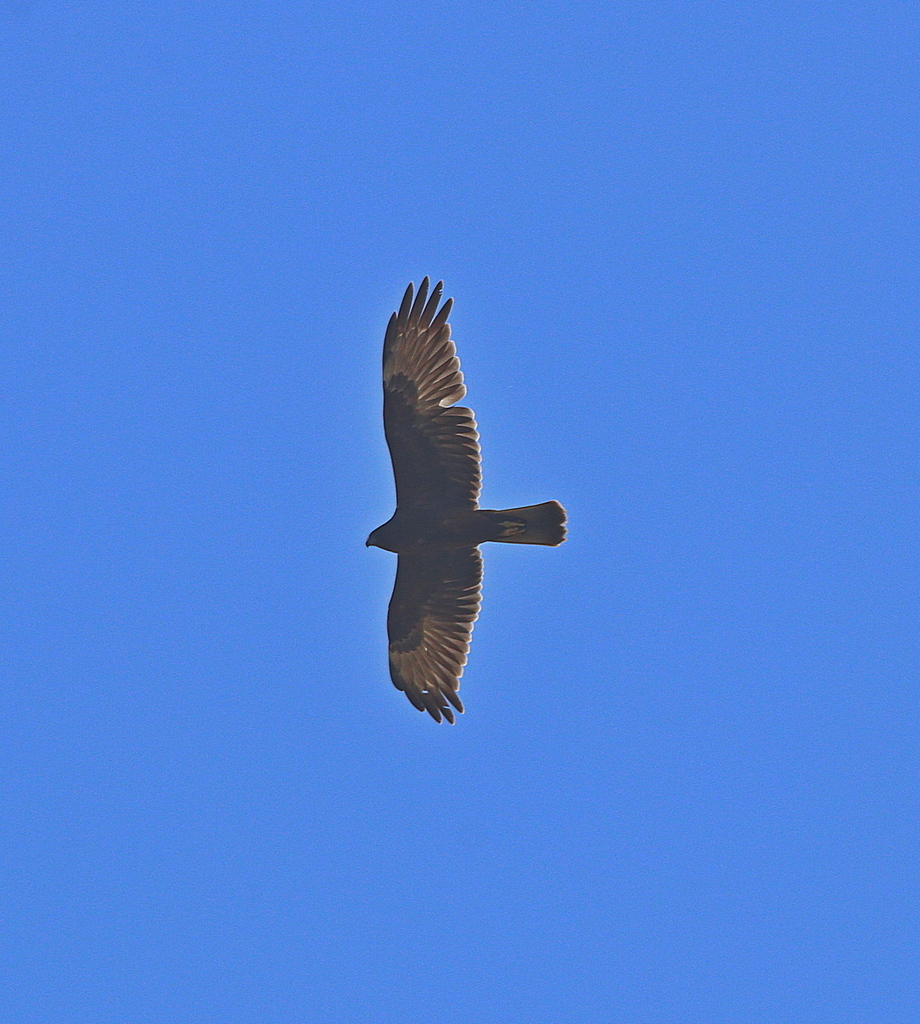 Swamp Harrier from Adelaide SA, Australia on May 5, 2024 at 11:57 AM by ...