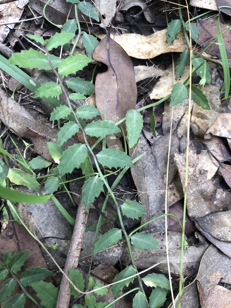 White Root from Esk, AU-QL, AU on April 27, 2024 at 10:52 AM by ellenmarywalker · iNaturalist