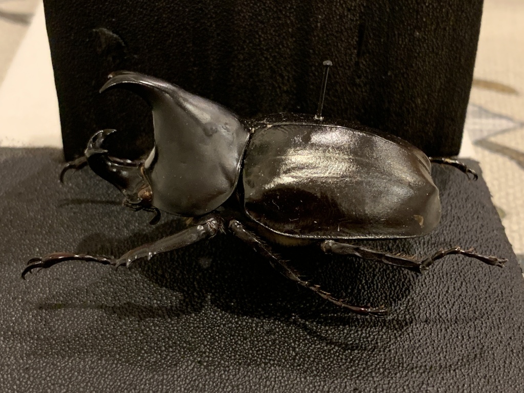 East Australian Rhinoceros Beetle from Pacific Heights Ct, Coolum Beach ...