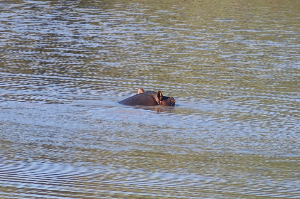 Common Hippopotamus in April 2024 by Rémi Cardinael · iNaturalist