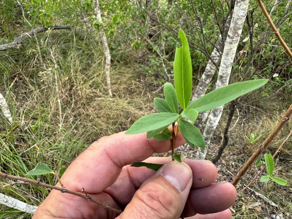 Bootlace Plant from Upper Flagstone QLD 4344, Australia on May 5, 2024 ...