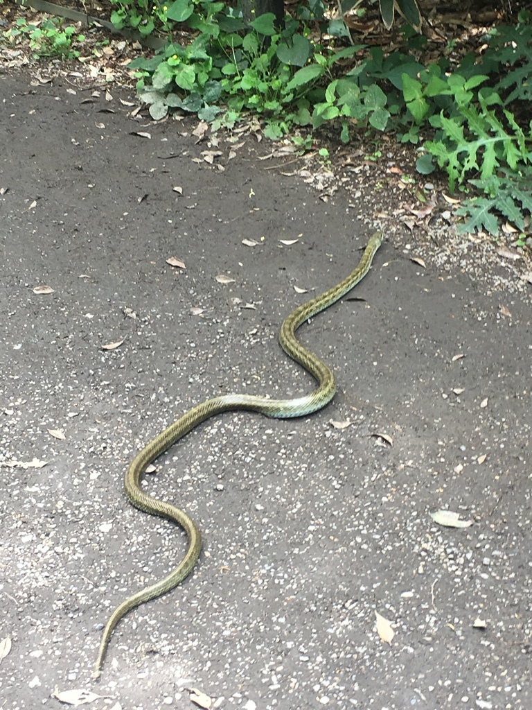 Japanese Ratsnake from National Museum of Nature and Science Institute ...