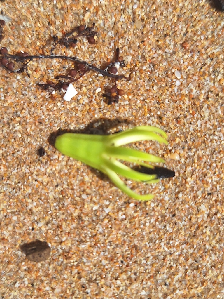 Bruguiera from VVCG+XP Arthur Bay Lookout, Florence Bay QLD 4819 ...