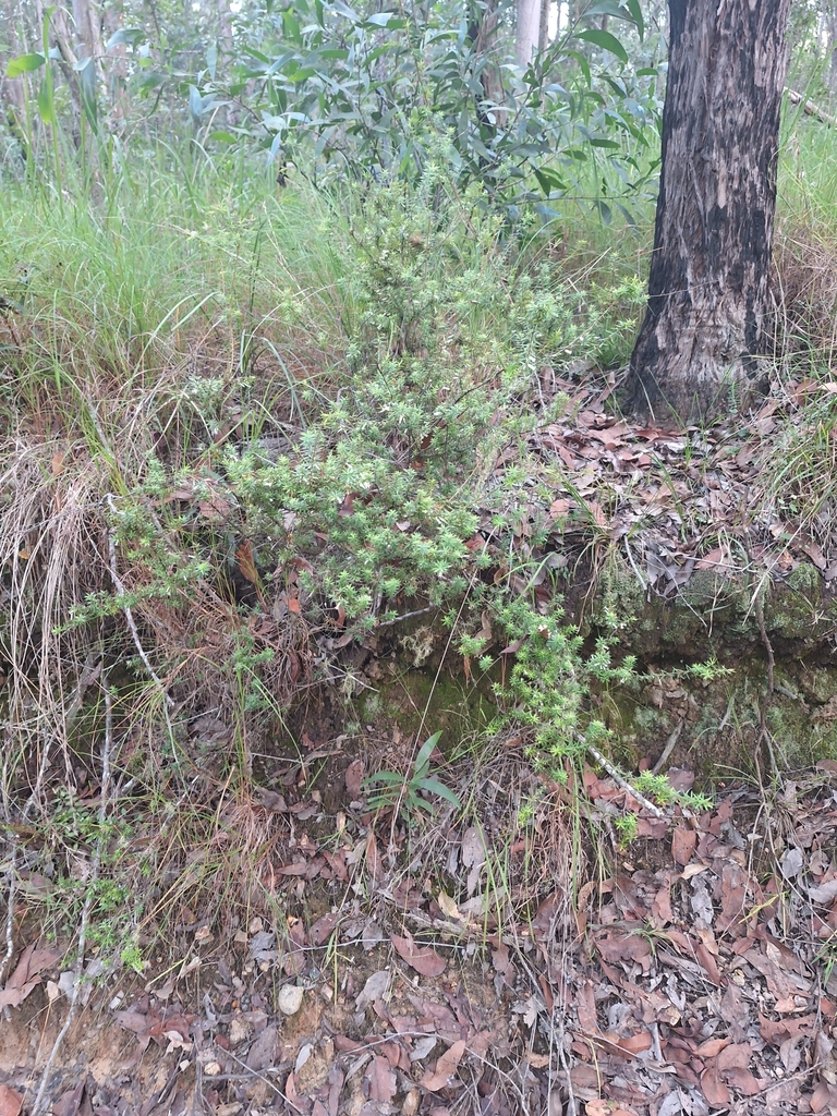 Prickly Beard-heath from Numinbah Valley QLD 4211, Australia on May 5 ...