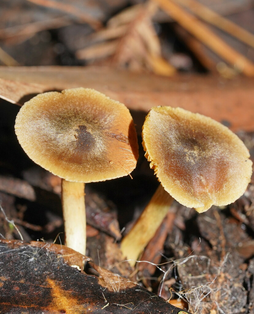 Webcaps from Silvan VIC 3795, Australia on May 3, 2024 at 11:46 AM by ...