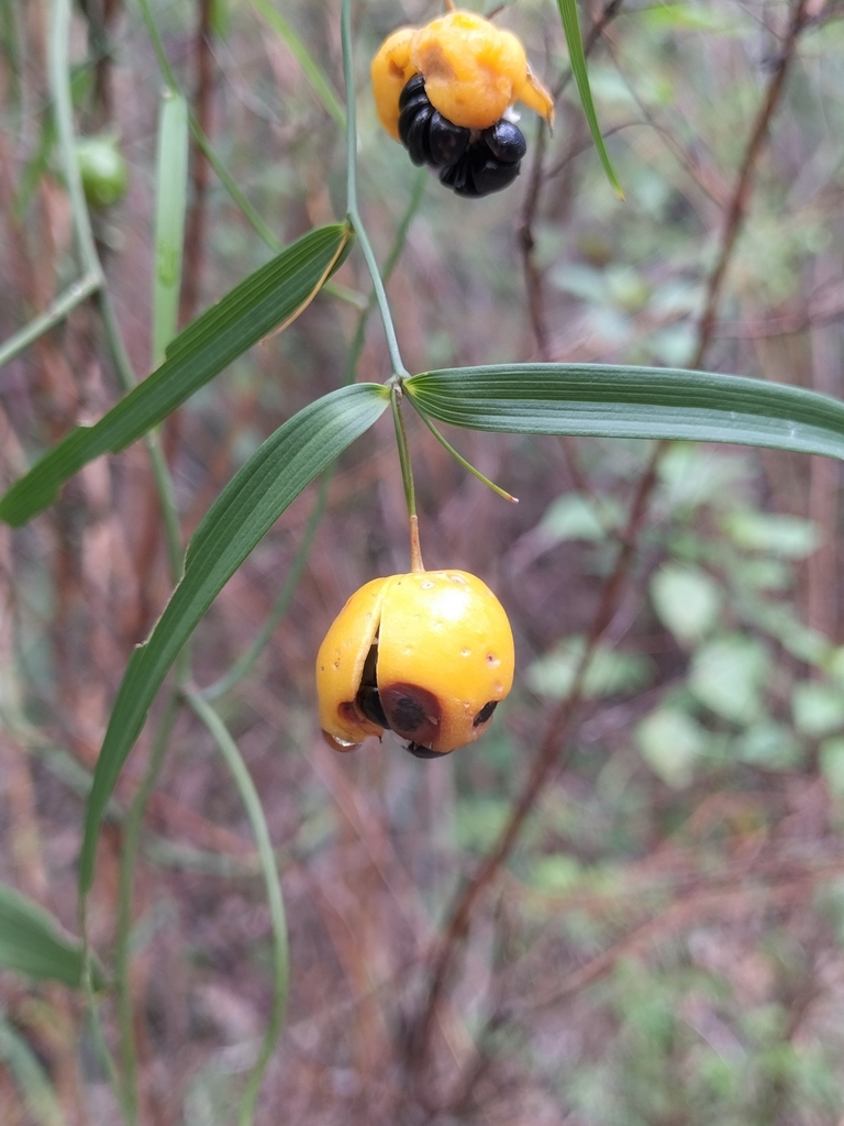Wombat Berry from Tarome QLD 4309, Australia on May 5, 2024 at 10:06 AM ...