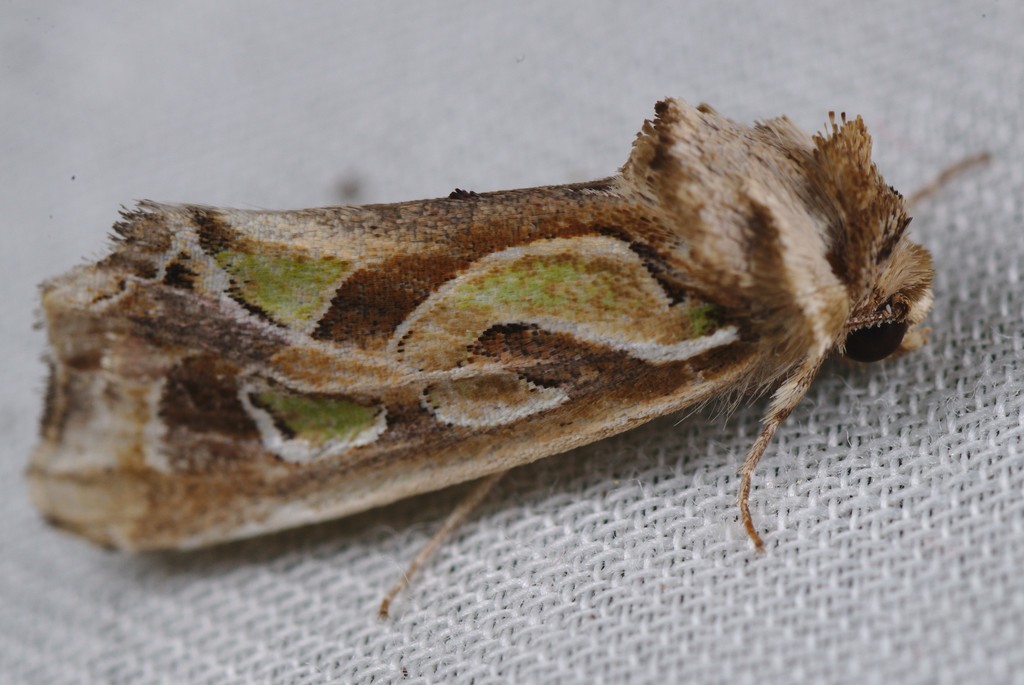 Green-blotched Moth (Macro-Moths of New Zealand's North Island ...