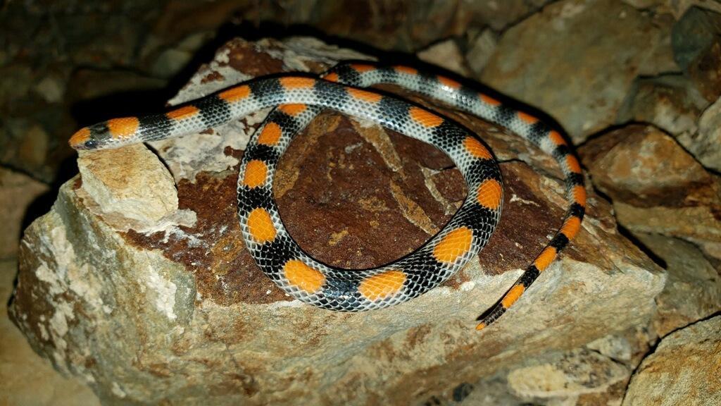 Ground Snake from Quartzite, Arizona on April 30, 2019 by adventurerob ...