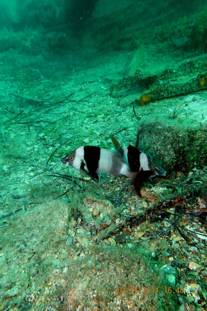 Magpie Perch from Rapid Bay jetty South Australia on May 4, 2024 at 04: ...
