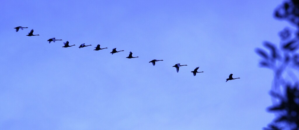 Black Swan from Mount Duneed VIC 3217, Australia on April 30, 2024 at ...