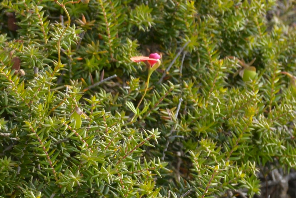 Twining Gompholobium from Fitzgerald River National Park WA 6346 ...