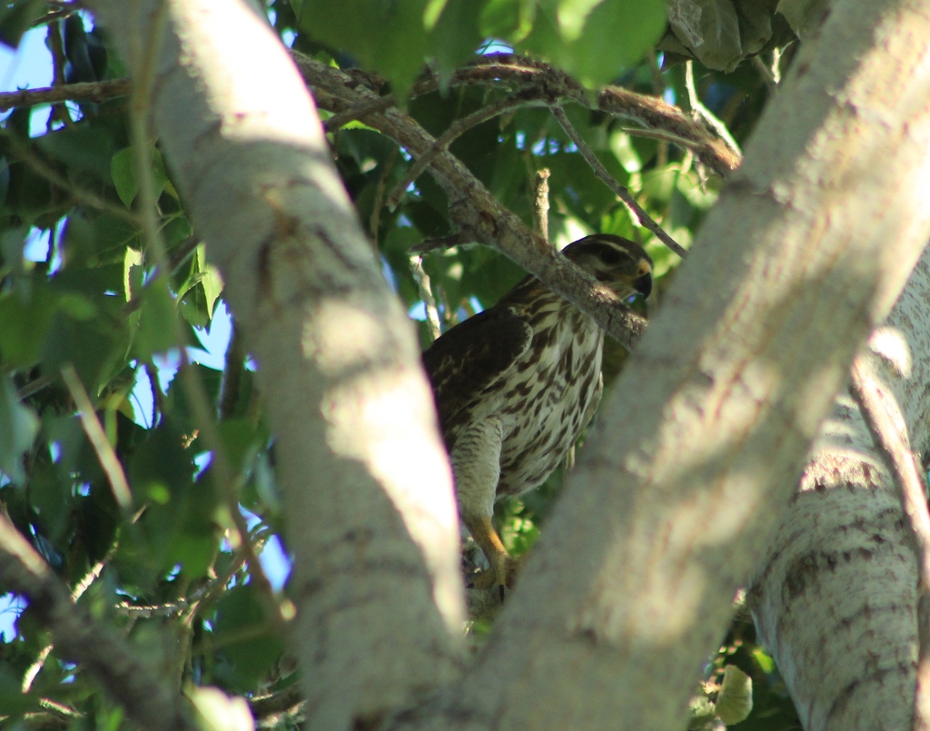 Gray Hawk from Meoqui, Chih., México on May 2, 2024 at 07:41 AM by ...