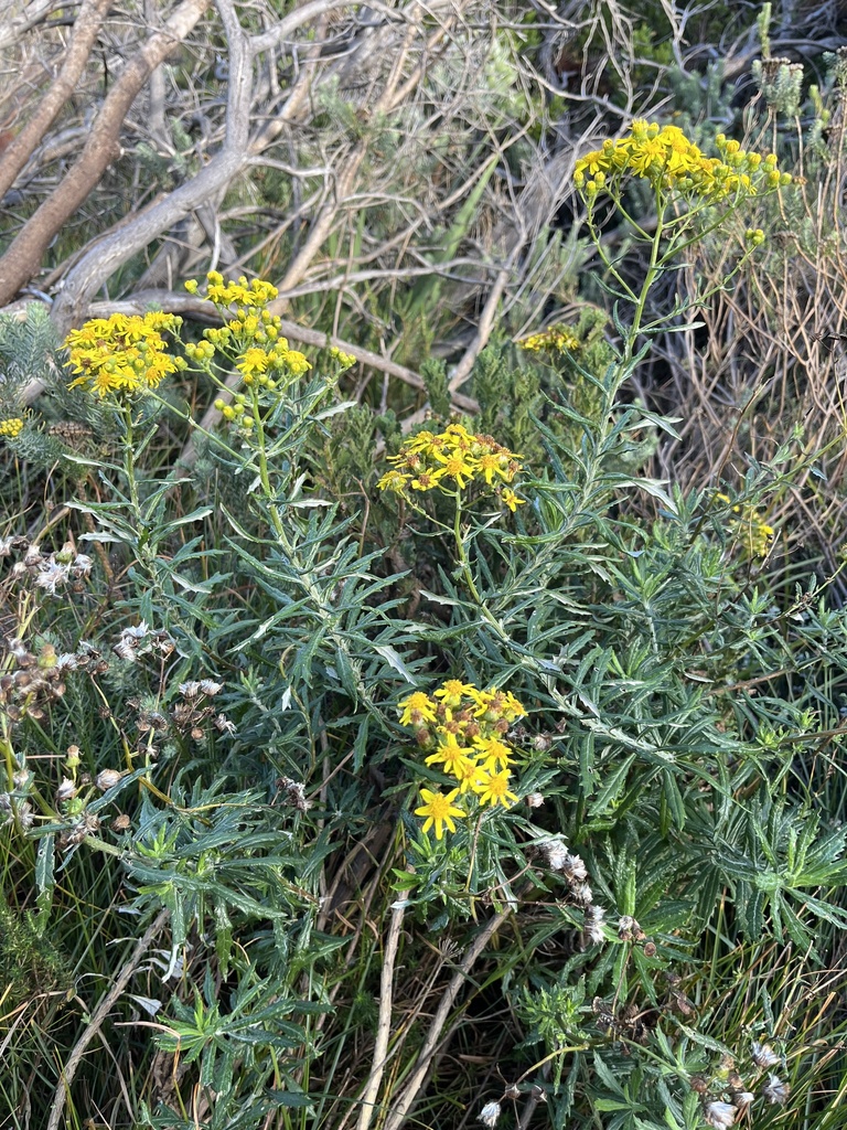 Shoddy Ragwort (Senecio pterophorus) - Botanical Realm
