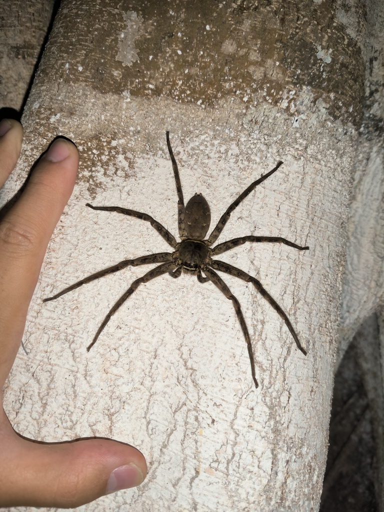 Pantropical Huntsman Spider from 云南省西双版纳傣族自治州勐腊县勐腊镇 on May 4, 2024 at ...