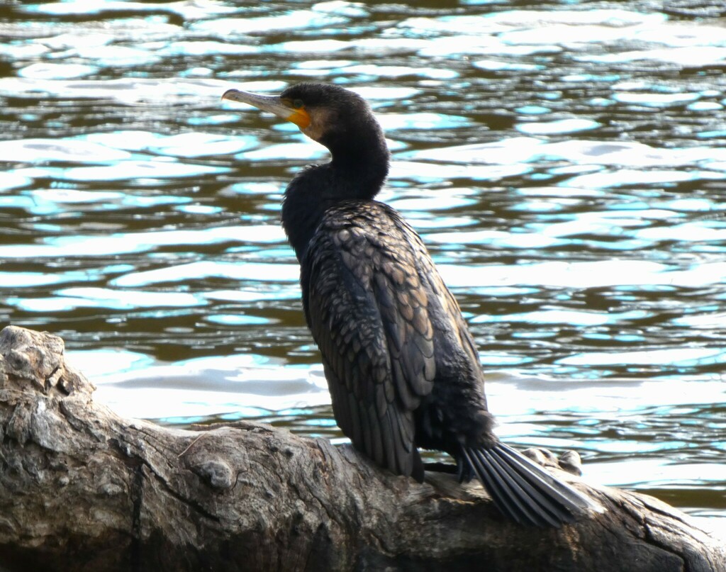 Great Cormorant from Garvey Park, Fauntleroy Ave, Ascot WA 6104 ...
