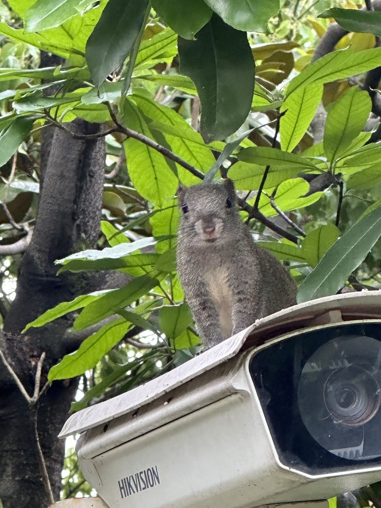 Pallas' Squirrel from 虹桥, 上海市, CN on May 5, 2024 at 03:02 PM by choudbl ...