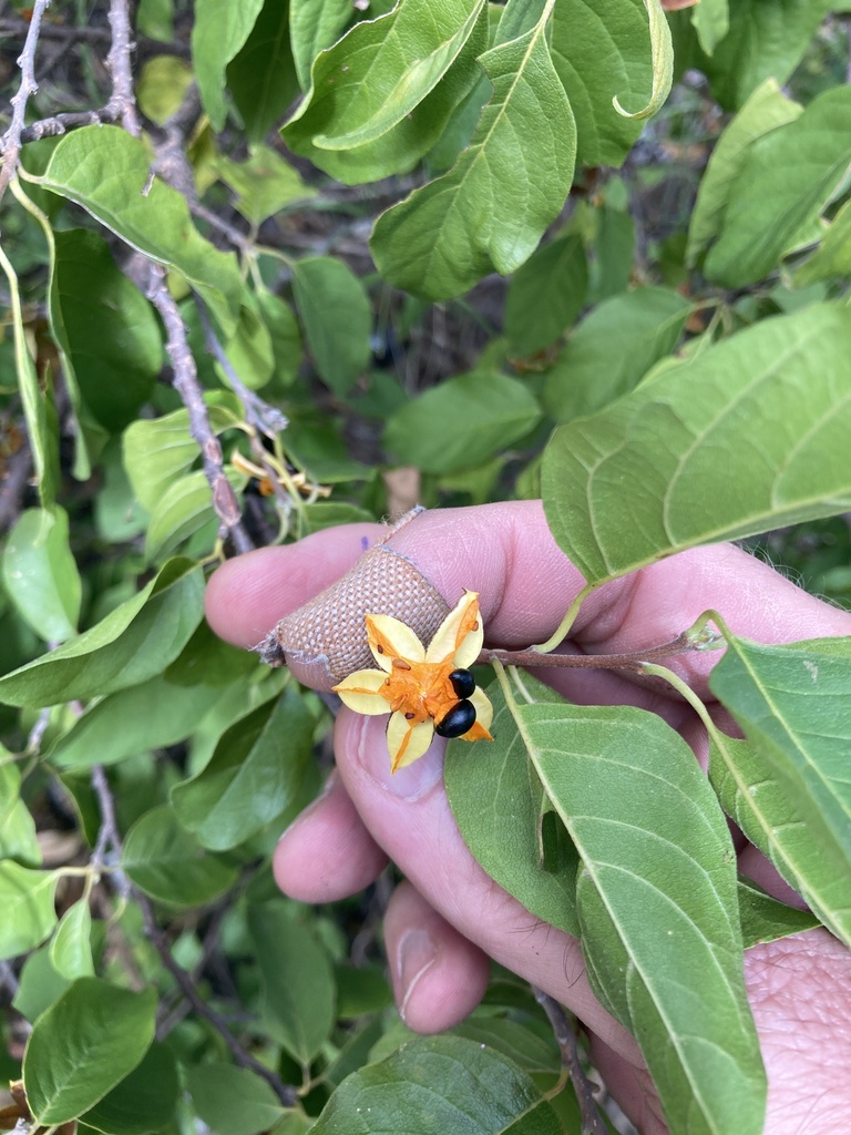 Turraea pubescens from Boolburra, QLD, AU on May 5, 2024 at 10:06 AM by ...