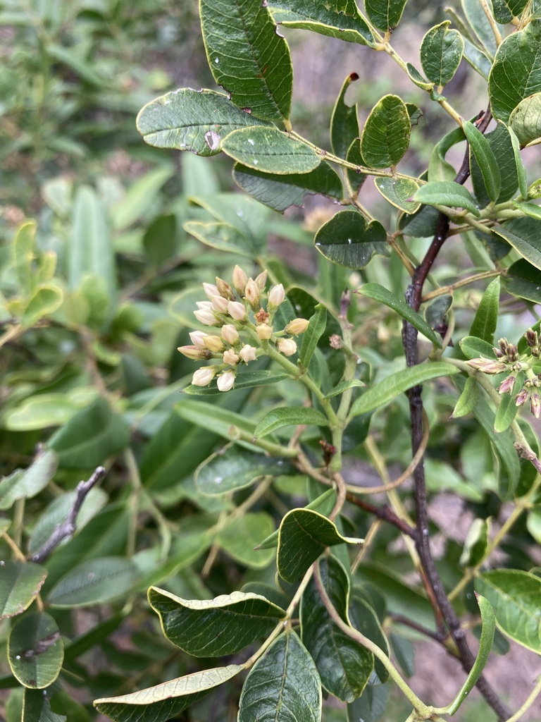 Australian wax jasmine from Duaringa, AU-QL, AU on May 5, 2024 at 11:01 ...